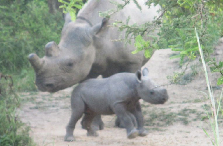 Marcia Bains-Grebner | Conservation Travel Africa