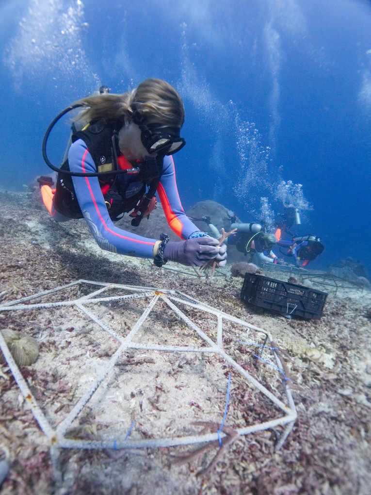 Zara Ellis | Gili Shark Conservation Staff Interview