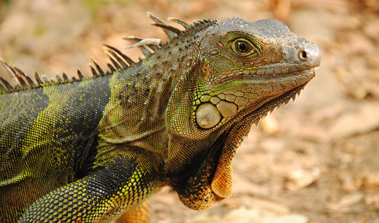 Animal Volunteer Opportunities Abroad: 9 Questions to Ask...