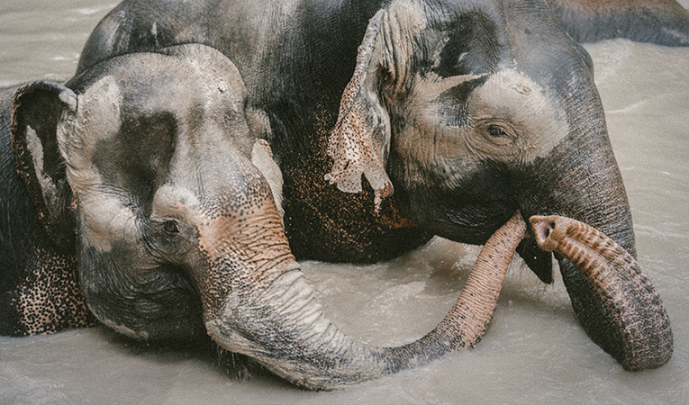 Curse Gaming Logo Elephant