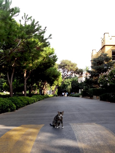 Meghan Heffron | American University of Beirut Alumni Interview