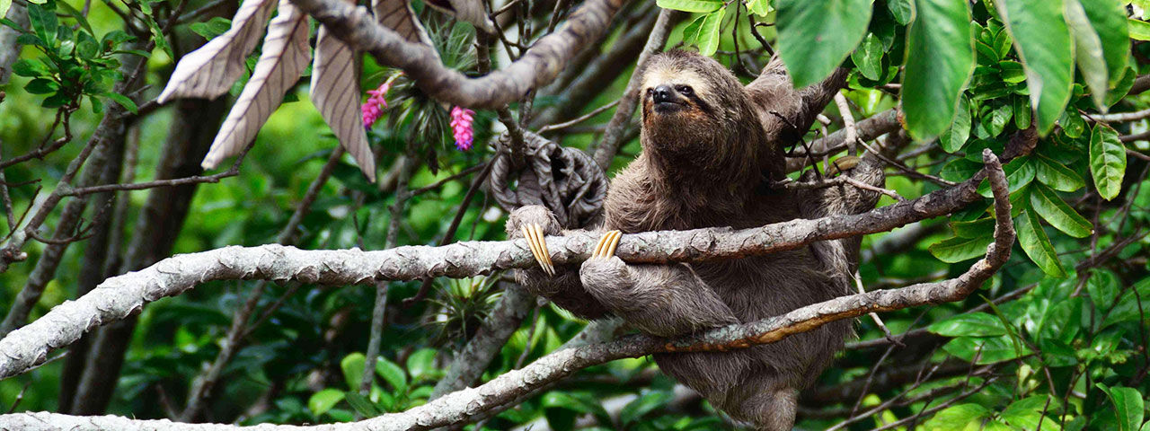 Volunteer with Animals Abroad in These 6 Countries